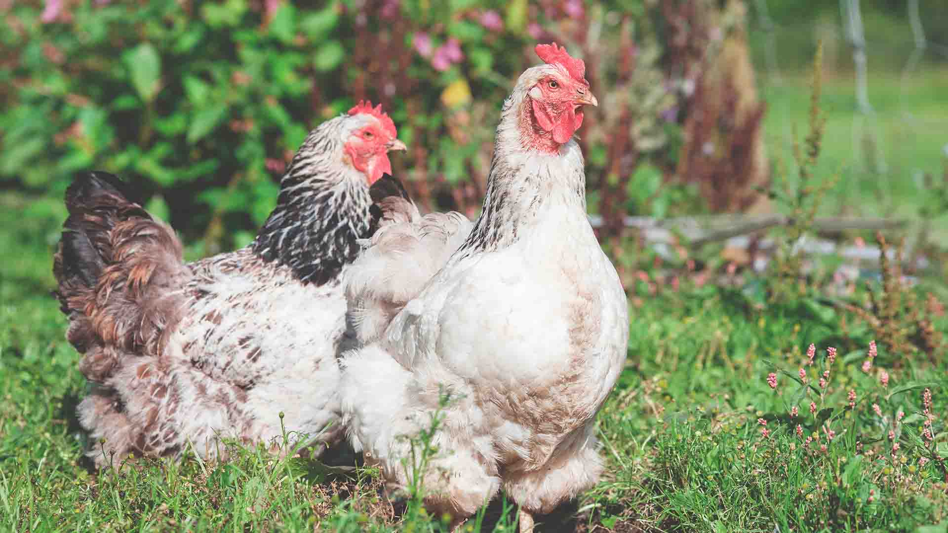 Do You Know Where Your Food Comes From 