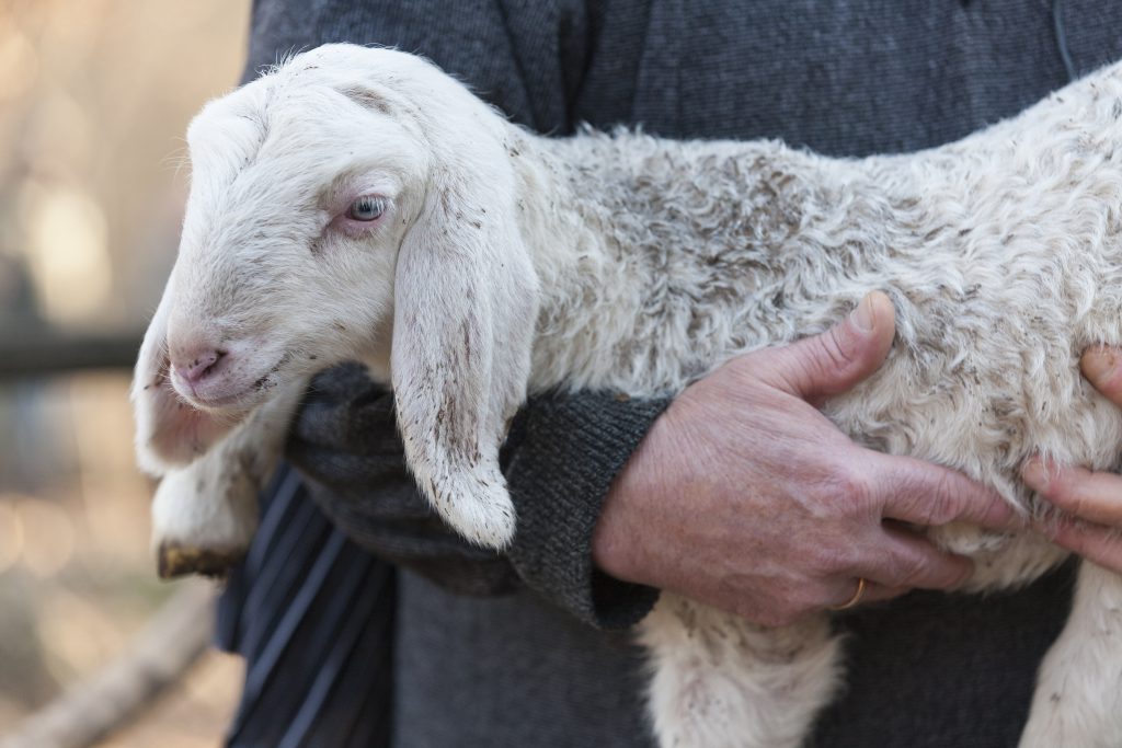 The Lamb Who Is Our Shepherd