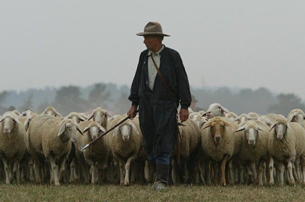 TGC Course | The Pastor as Shepherd