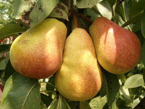 Augustine: The Early Years