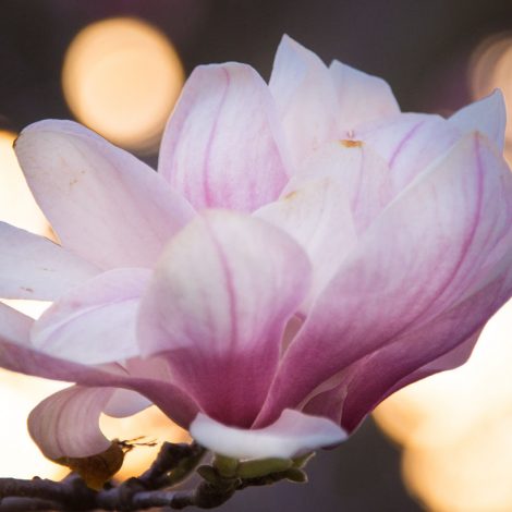 Review: ‘I Cheerfully Refuse” by Leif Enger