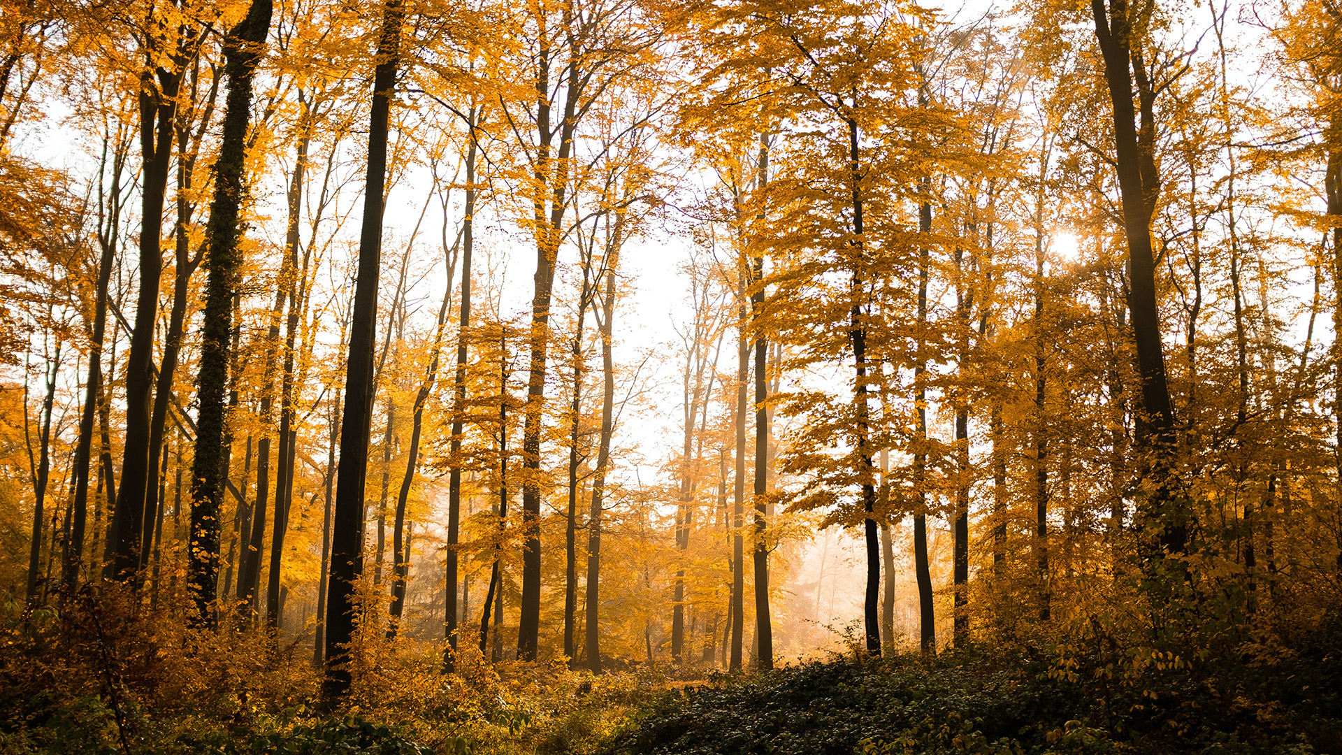 Autumn’s Comfort for the Grieving