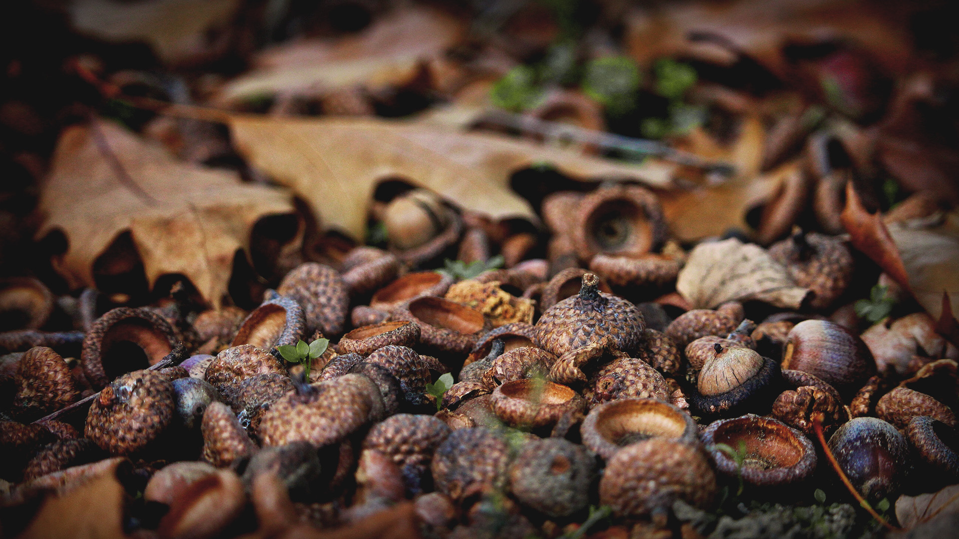 Remember Your Nature and Destiny