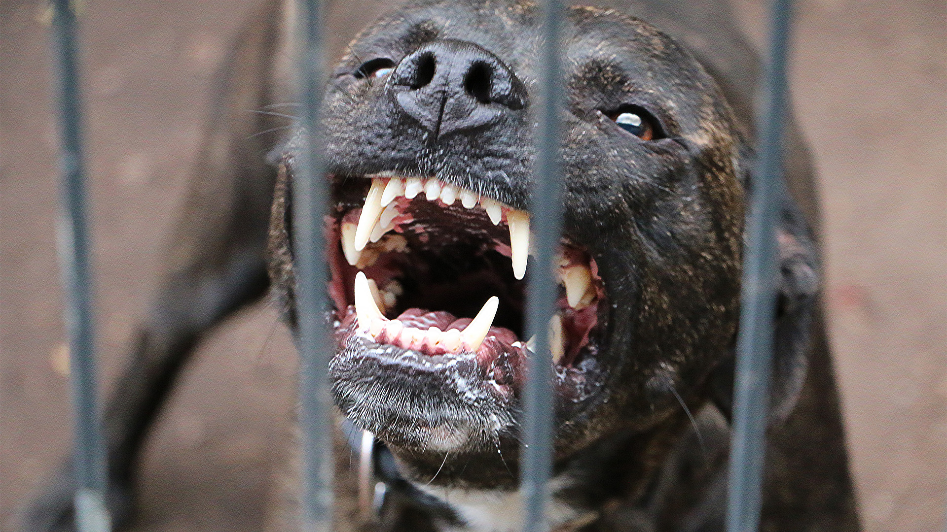 4 Signs You Might Be in the Cage Stage