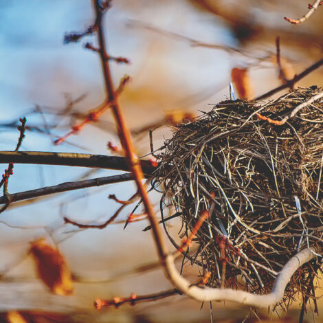Christian Nationalism vs. Christian Patriotism