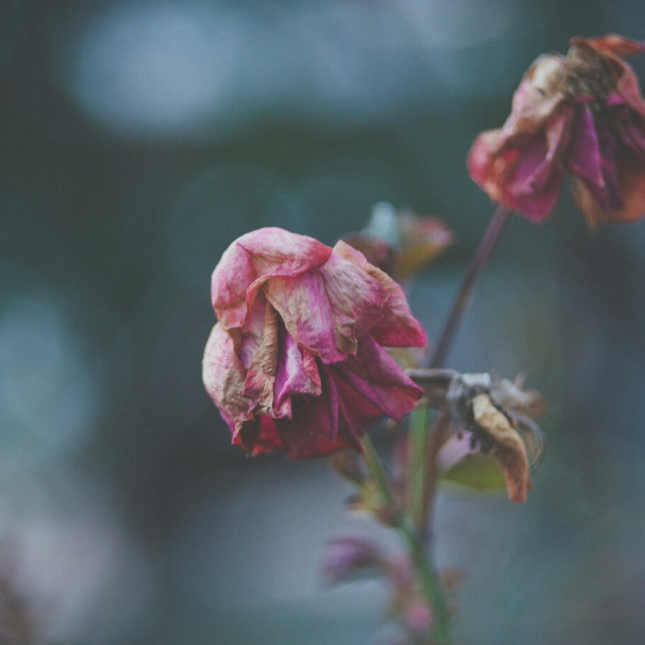 TGC Editorial Staff: Books We Enjoyed in 2024