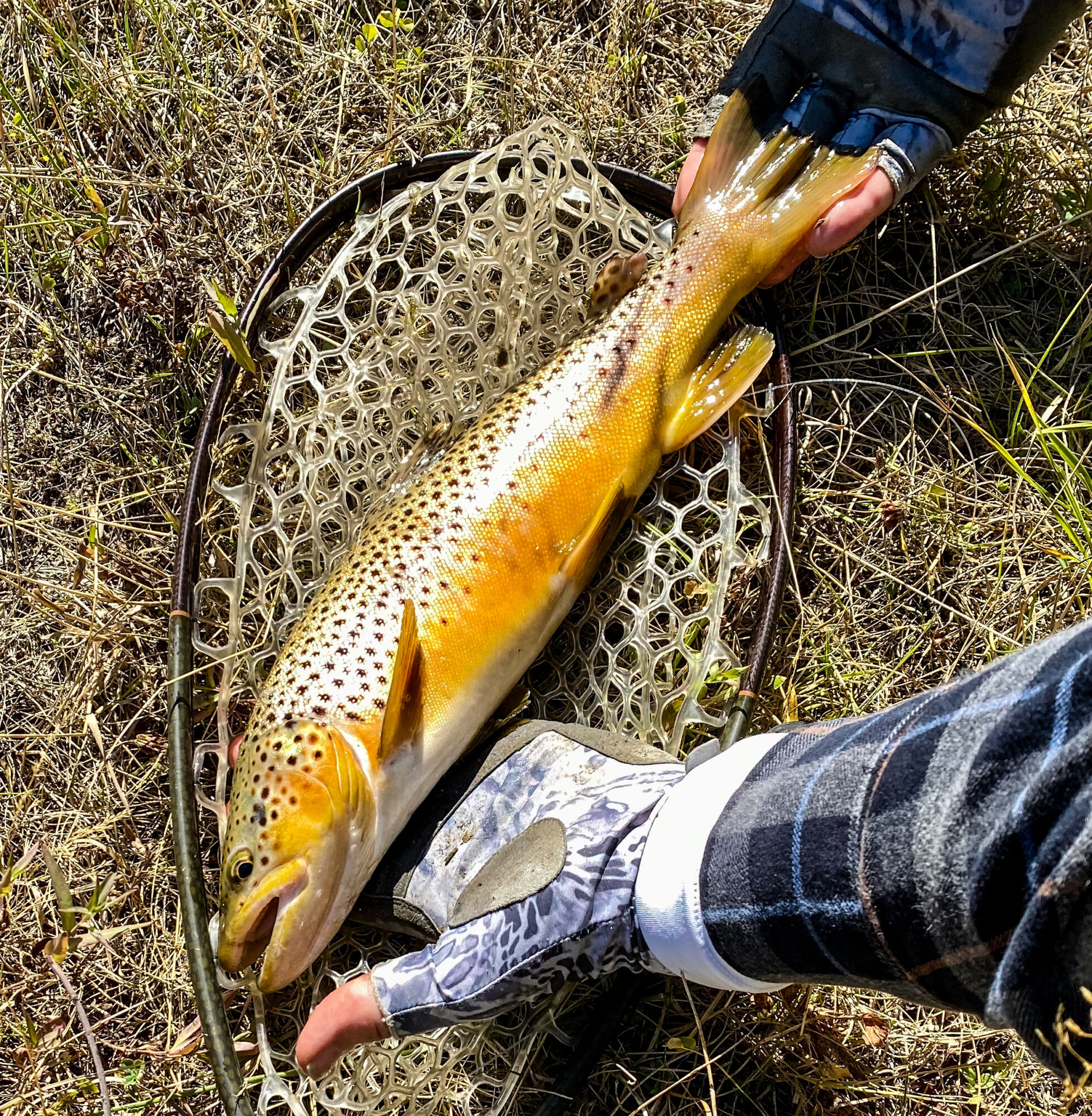 Tightlines with Big Trout Dancing and Shouts of “Fish On!”