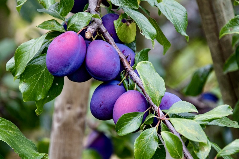 Spirit Filled and Spirit “Fruited”