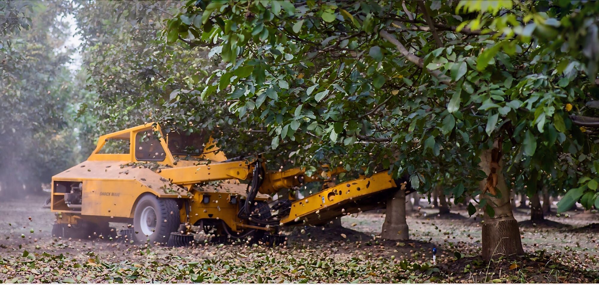 Like a Big Citrus Tree Shaking Machine