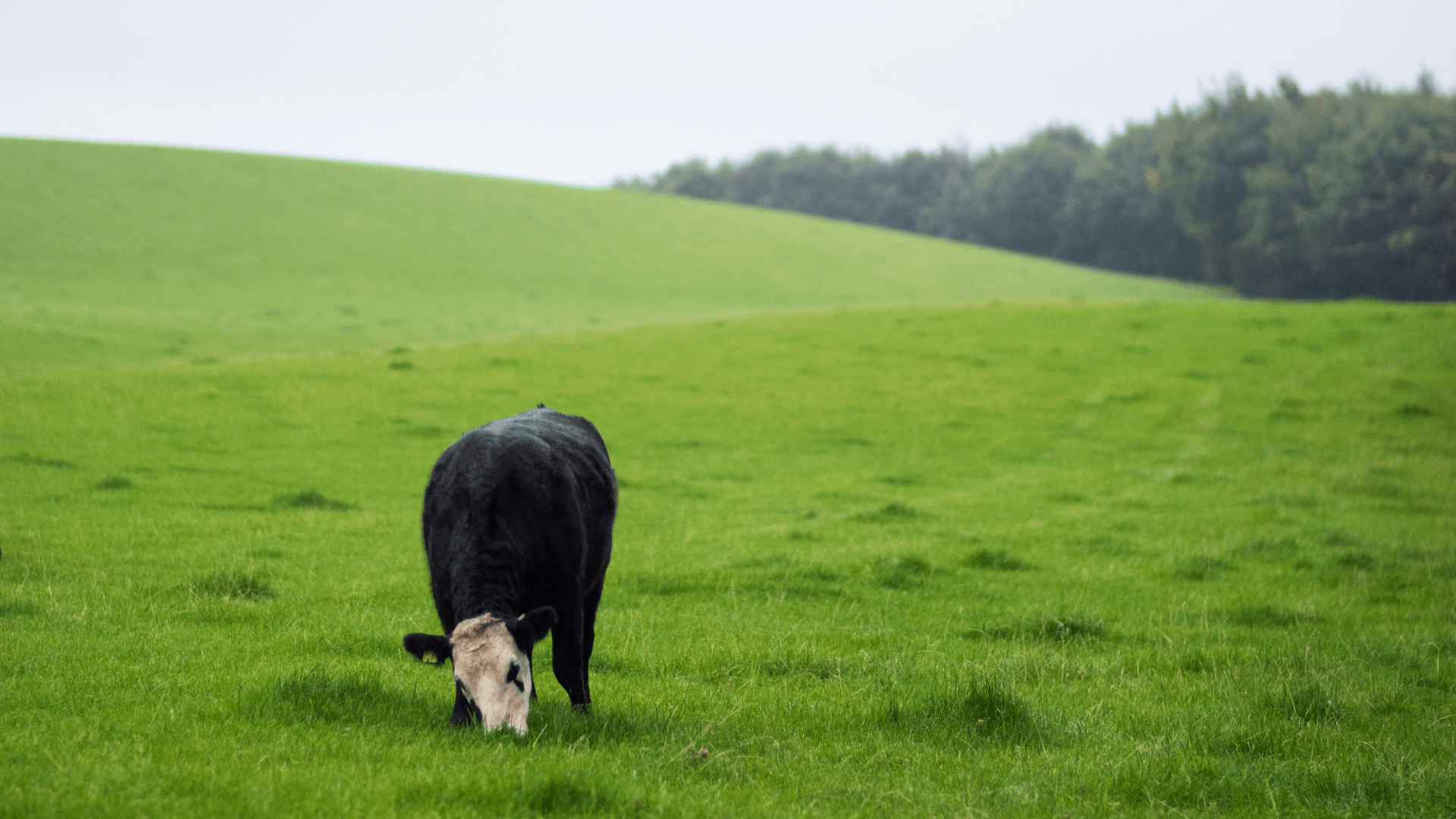 What Cows Can Teach Us About Biblical Meditation - Ranjit David
