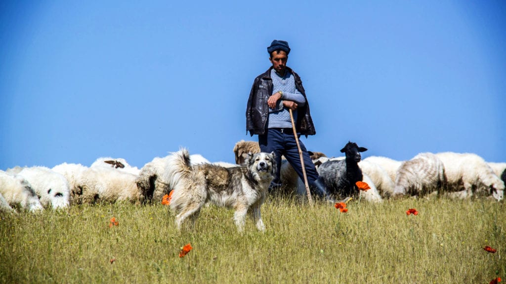 Shepherd the Flock of God That Is Among You - The Gospel Coalition | Canada