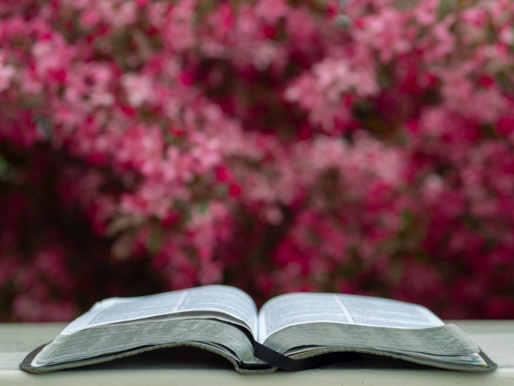 Christmas Isn’t Pagan - The Gospel Coalition | Canada