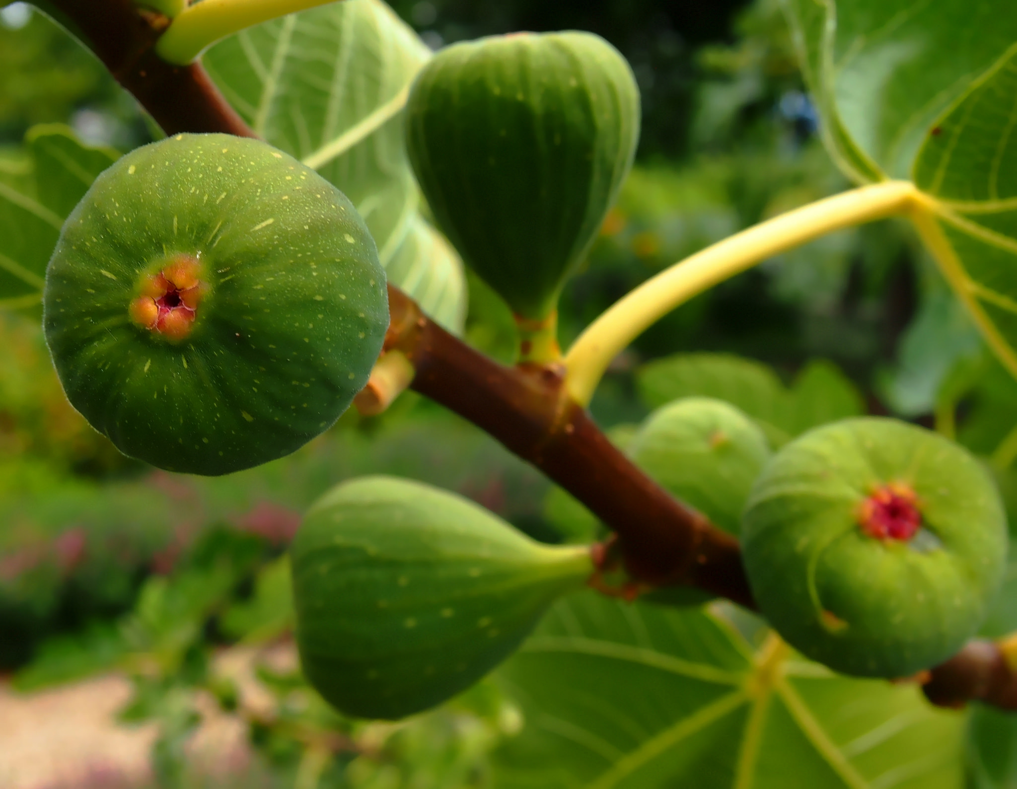 Flourishing? Or Fruitful? - The Gospel Coalition | Australia