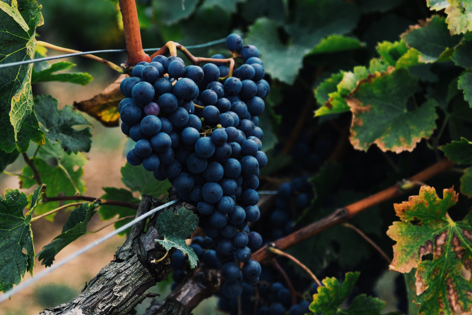 Bacchus in Narnia - The Gospel Coalition | Australia