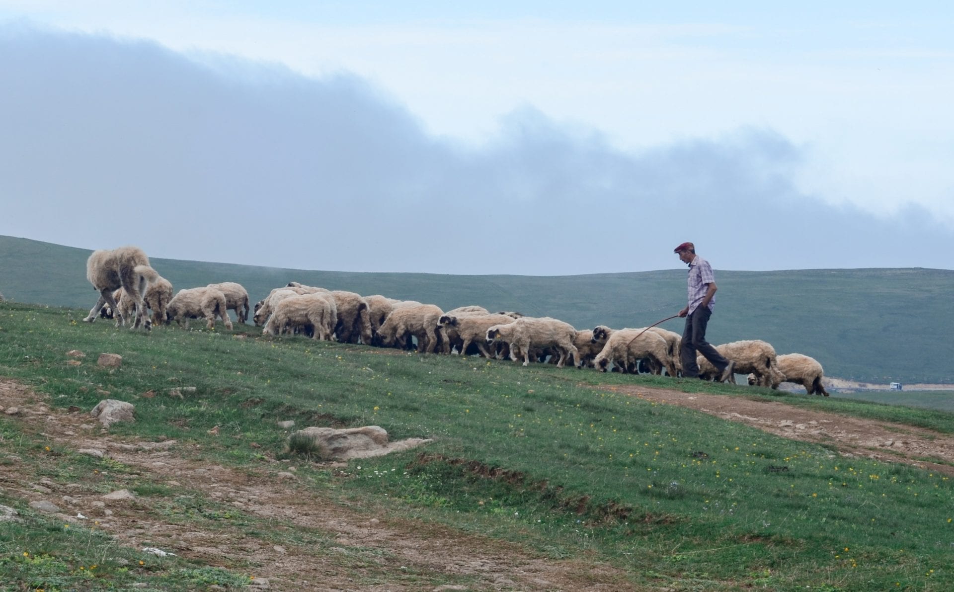 Shepherding Teams Out of COVID-19 - The Gospel Coalition | Australia