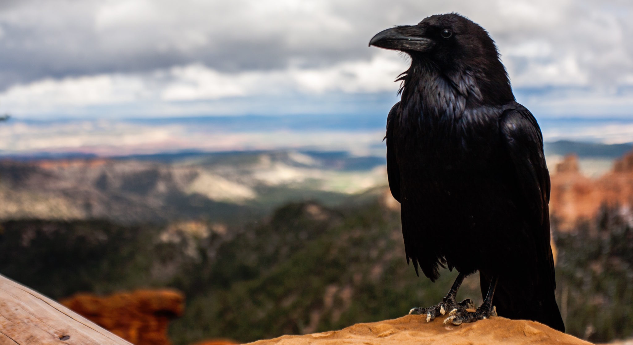 Consider the Birds - The Gospel Coalition | Australia