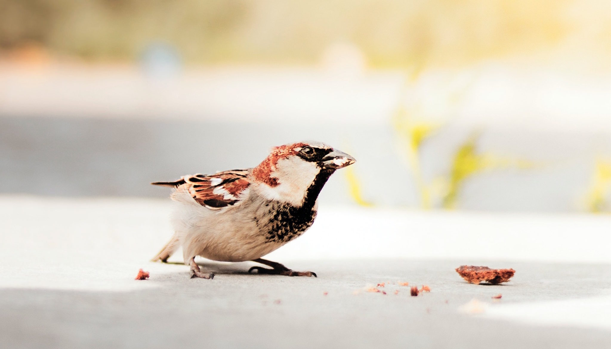 The Crumbs Under Your Table - The Gospel Coalition | Australia