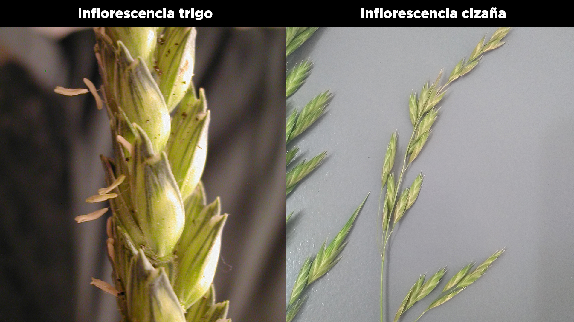 La ciencia de la parábola del trigo y la cizaña | Coalición por el ...