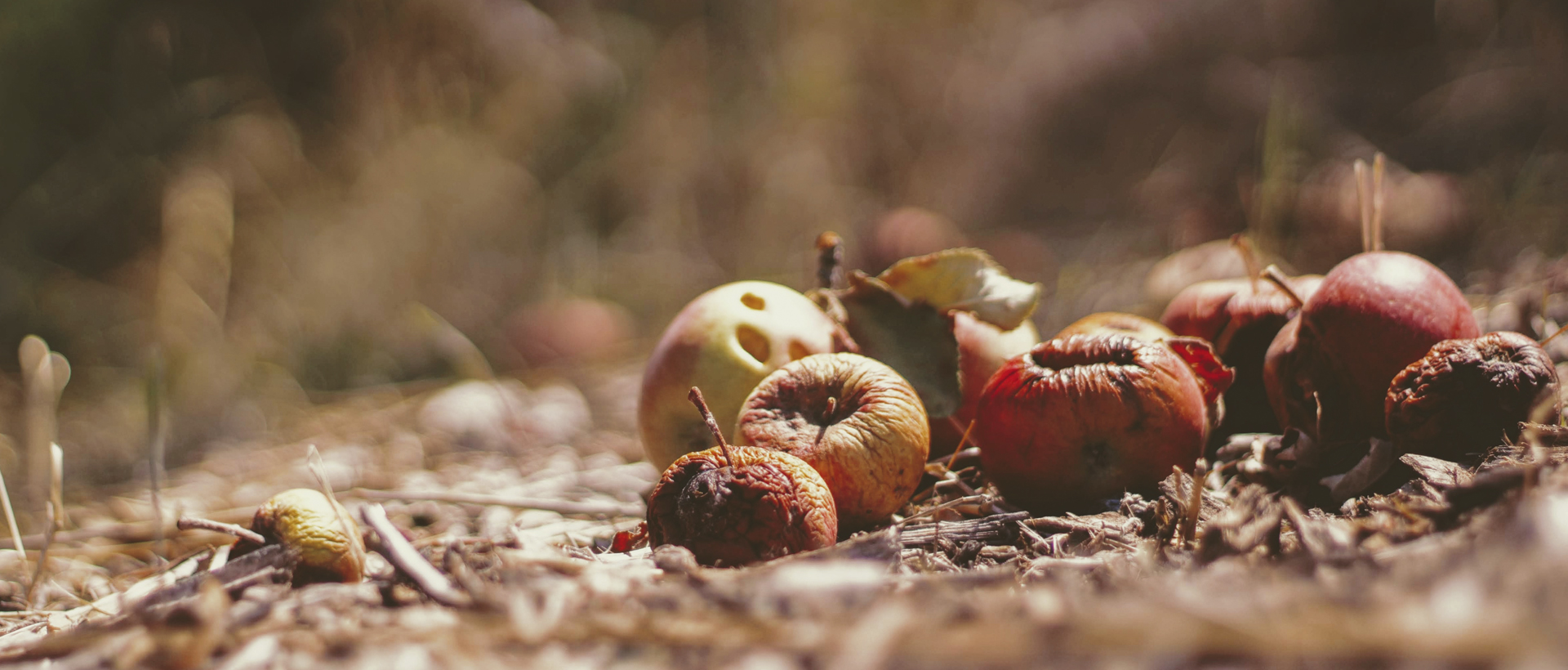 Truth Decay: Slow Rot that Neutralises the Gospel - TGC Africa Truth Decay: Slow Rot that Neutralises the Gospel - TGC Africa