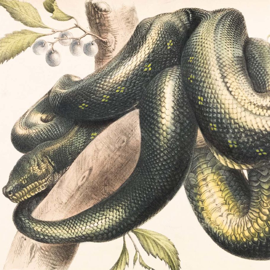 3 Lessons From ‘The Serpent And The Serpent Slayer’ - TGC Africa