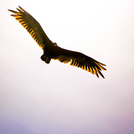 A Great Gulf Fixed // Sermon by Conrad Mbewe - TGC Africa