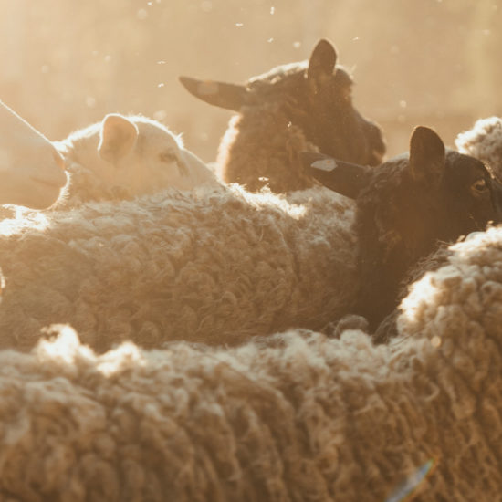 A Great Gulf Fixed // Sermon by Conrad Mbewe - TGC Africa