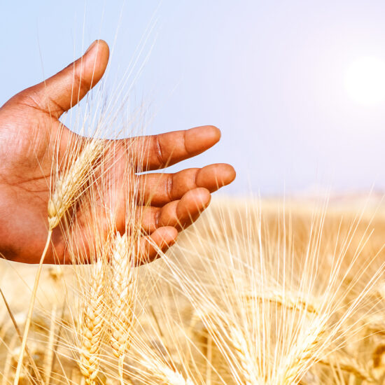 The Fall: Humanity Ruined Through Disobedience - TGC Africa